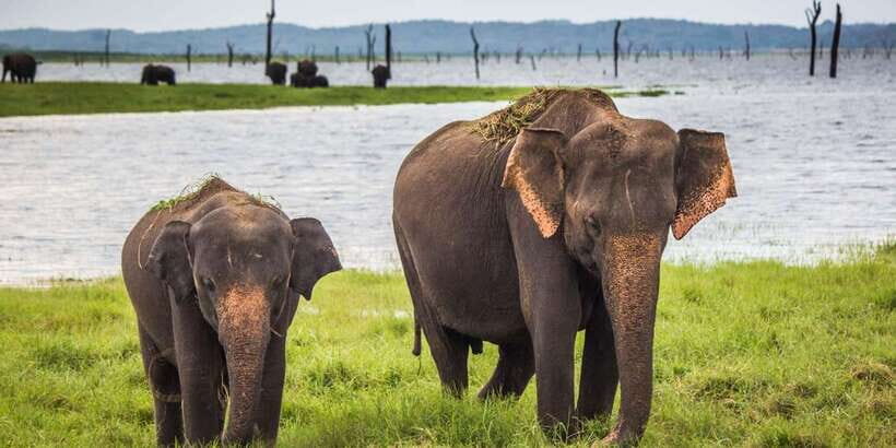 From Ella: Shuttle to Tangalle/Hiriketiya w Udawalawe Safari - The Price and Value Considerations