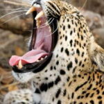 From ELLA to ARUGAM-BAY transfer with YALA Safari Tour - The Safari Experience in Yala National Park