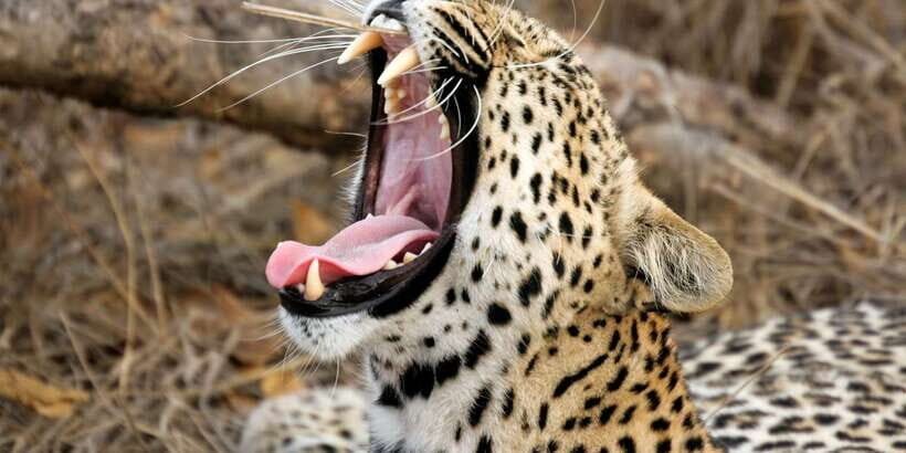 From ELLA to ARUGAM-BAY transfer with YALA Safari Tour - The Safari Experience in Yala National Park