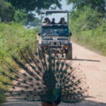 From Ella: Udawalawe Safari with Elephant Transit Home - Practical Details and Tips
