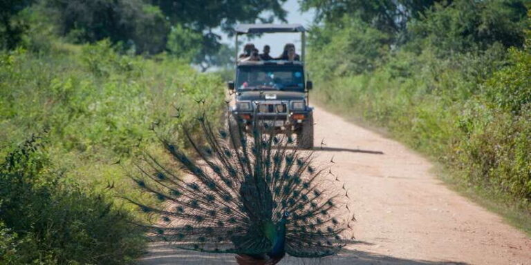 From Ella: Udawalawe Safari with Elephant Transit Home - Practical Details and Tips