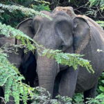 From Ella - Yala National Park Leopard Safari Tour - The Role of Reviews in Shaping Expectations