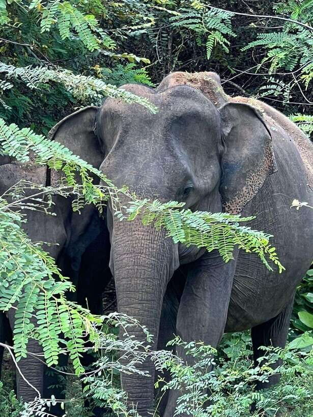From Ella - Yala National Park Leopard Safari Tour - The Role of Reviews in Shaping Expectations