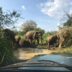 From Ella: Yala National Park Safari & back to Ella - The Itinerary: What to Expect