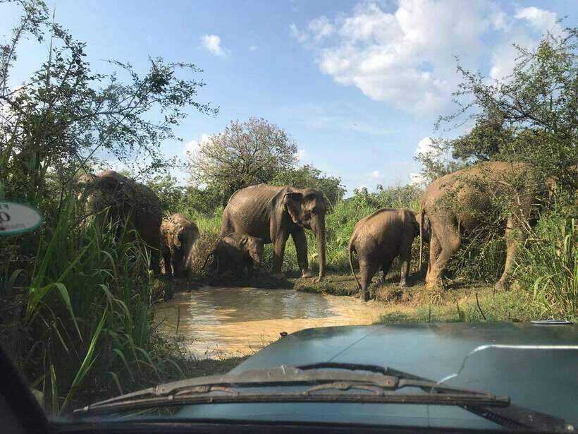From Ella: Yala National Park Safari & back to Ella - The Itinerary: What to Expect