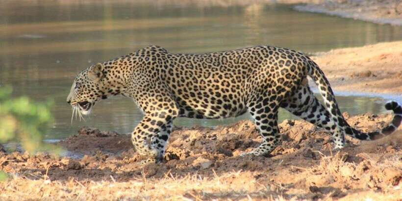 From: Ella - YALA Safari - Drop off: Arugam Bay / Arugambay - The Value of the Tour