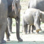 From Ella: YALA SAFARI TOUR & Galle/Mirissa/Tangalle transfer - What You Get with the Ella to Yala Safari & Coastal Transfer