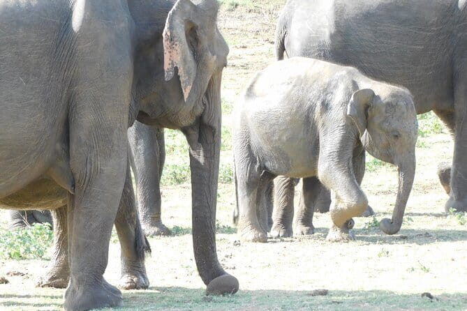 From Ella: YALA SAFARI TOUR & Galle/Mirissa/Tangalle transfer - What You Get with the Ella to Yala Safari & Coastal Transfer