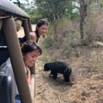 From Ella: Yala Safari Tour with Drop at Tangalle/Hiriketiya - Inside Yala National Park: What to Expect