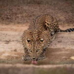 From Ella: Yala Safari with Tangalle/Mirissa/Galle Drop-off - The Itinerary in Detail