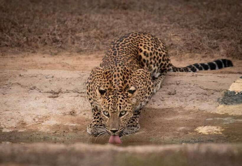 From Ella: Yala Safari with Tangalle/Mirissa/Galle Drop-off - The Itinerary in Detail