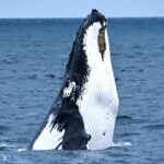 From Fremantle: 2-Hour Luxury Whale-Watching Cruise - The Itinerary and What to Expect