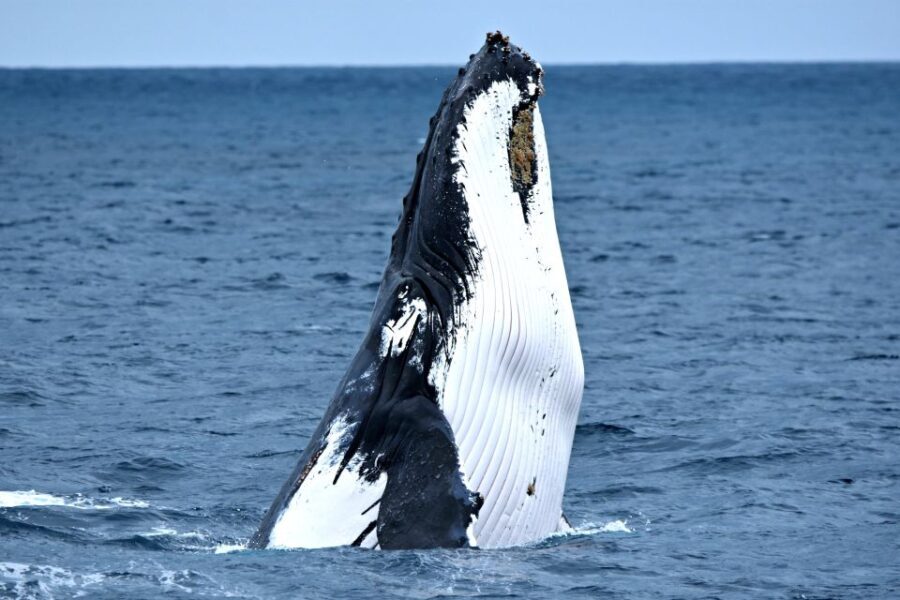 From Fremantle: 2-Hour Luxury Whale-Watching Cruise - The Itinerary and What to Expect