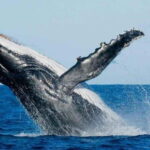 From Galle: All Inclusive Whales & Dolphin Watching Tour - Detailed Review of the Experience