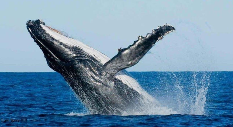 From Galle: All Inclusive Whales & Dolphin Watching Tour - Detailed Review of the Experience