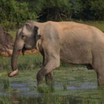 From Galle/ Mirissa/ Tangalle : Udawalawa Safari & Drop Ella - A Closer Look at the Itinerary