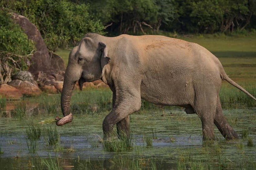 From Galle/ Mirissa/ Tangalle : Udawalawa Safari & Drop Ella - A Closer Look at the Itinerary