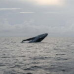 From Galle: Mirissa Whale and Dolphin Watching Boat Ride - The Value of This Tour