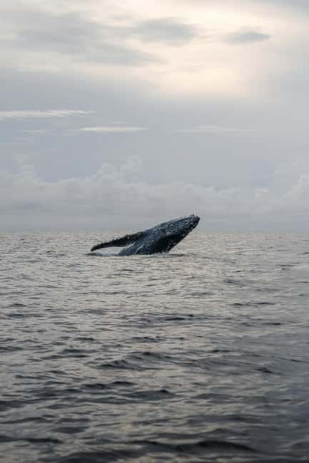 From Galle: Mirissa Whale and Dolphin Watching Boat Ride - The Value of This Tour