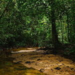 From Galle/Weligama/Mirissa/Matara: Day Trip to Sinharaja - A Practical Guide to the Sinharaja Day Trip