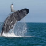 From Galle : Whale and Dolphin Watching Tour in Mirissa - Setting Sail from Mirissa: What to Expect