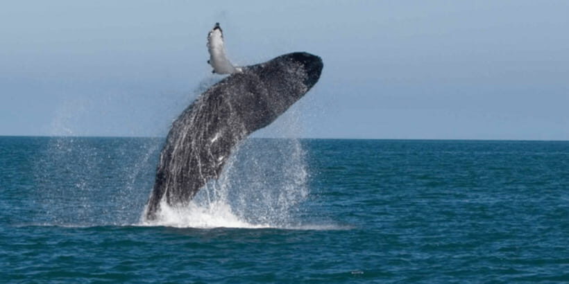 From Galle : Whale and Dolphin Watching Tour in Mirissa - Setting Sail from Mirissa: What to Expect
