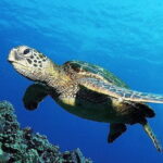 From Gili Trawangan & Gili Air Snorkeling Trip Sharing & Private - Final Thoughts: Is It Worth It?