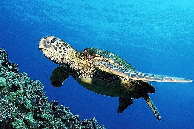 From Gili Trawangan & Gili Air Snorkeling Trip Sharing & Private - Final Thoughts: Is It Worth It?