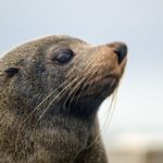 From Goolwa: Murray Mouth Cruise - Practical Tips for Your Murray Mouth Cruise