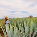 From Guadalajara: Tequila Town and Cantarito Making Tour - The Itinerary Breakdown