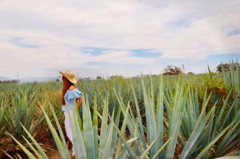From Guadalajara: Tequila Town and Cantarito Making Tour - The Itinerary Breakdown