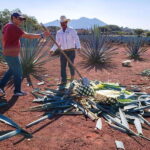 From Guadalajara: Town of Tequila & Jose Cuervo Factory Tour - What Makes This Tour Stand Out