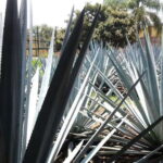 From Guadalajara: Visiting Hacienda Casa herradura. Unique! - Why This Tour Offers Great Value
