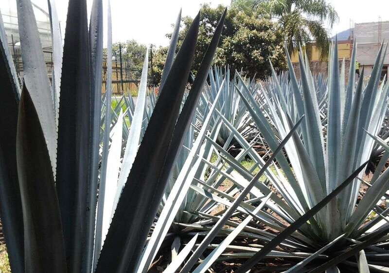 From Guadalajara: Visiting Hacienda Casa herradura. Unique! - Why This Tour Offers Great Value