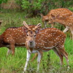 From Hambantota Harbor: Bundala National Park Safari-Private - Who Is This Tour Best For?