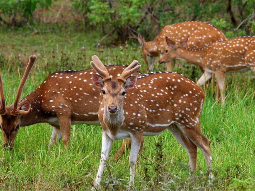 From Hambantota Harbor: Bundala National Park Safari-Private - Who Is This Tour Best For?