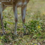 From Hambantota: Lunugamvehera National Park Wild Safari - The Real Value of This Safari