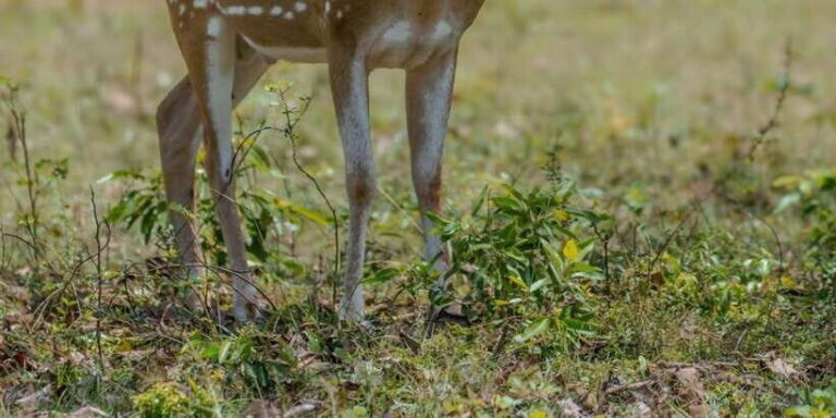 From Hambantota: Lunugamvehera National Park Wild Safari - The Real Value of This Safari