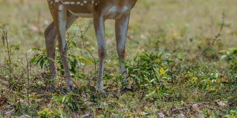 From Hambantota: Lunugamvehera National Park Wild Safari - The Real Value of This Safari