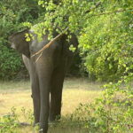 From Hambantota Port: Yala National Park Private Safari - Who This Tour Is Perfect For