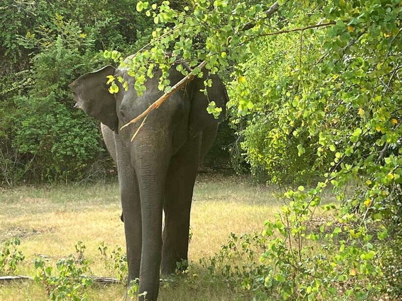 From Hambantota Port: Yala National Park Private Safari - Who This Tour Is Perfect For