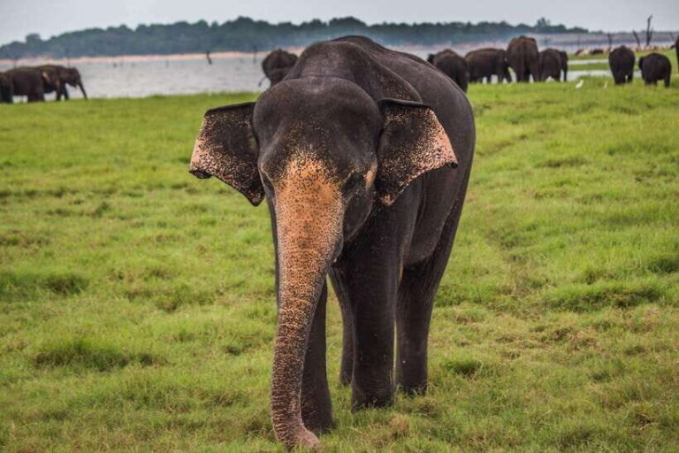 From Hikkaduwa/Galle/Weligama/Mirissa: Udawalawa Safari Tour - Who Will Love This Tour?