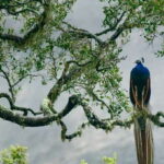 From Hikkaduwa: Udawalawe National Park Safari Tour - Authenticity and Customer Feedback