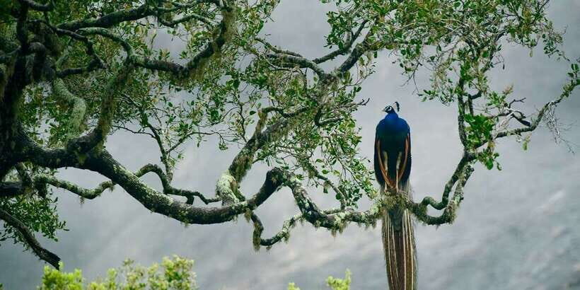 From Hikkaduwa: Udawalawe National Park Safari Tour - Authenticity and Customer Feedback