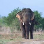 From: Hiriketiya/ Tangalle - Udawalawe Safari - To: Ella - Key Points Summary