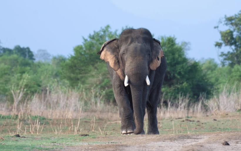 From: Hiriketiya/ Tangalle - Udawalawe Safari - To: Ella - Key Points Summary