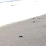 From Huatulco: Turtle Release & Bioluminescent Plankton - Why This Tour Is a Great Choice