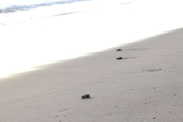 From Huatulco: Turtle Release & Bioluminescent Plankton - Why This Tour Is a Great Choice