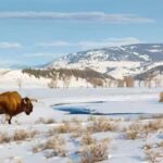 From Jackson: Yellowstone Grand Canyon Snowmobile Tour - The Highlights: Why This Tour Excels