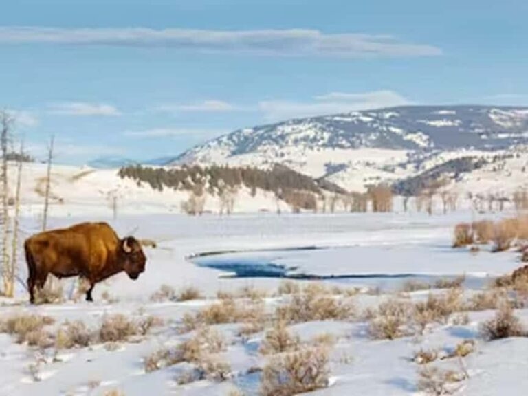 From Jackson: Yellowstone Grand Canyon Snowmobile Tour - The Highlights: Why This Tour Excels